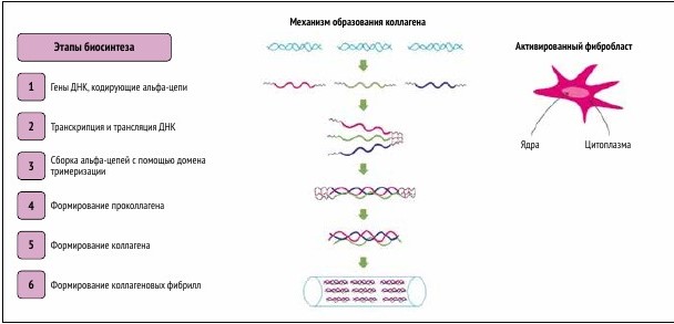 Коллагенотерапия при дисплазии соединительной ткани - в Москве